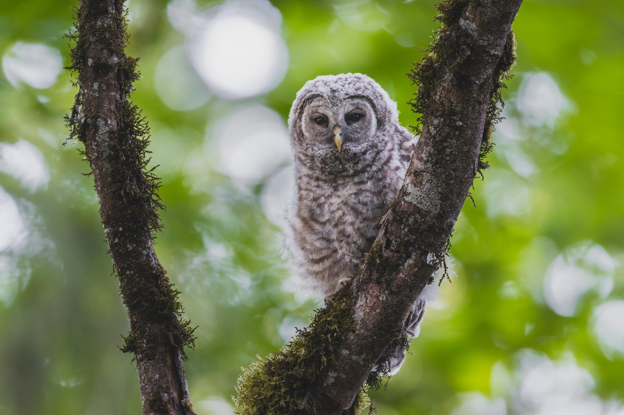 Discover Birdwatching Tours Worldwide | 10,000 Bird Tours