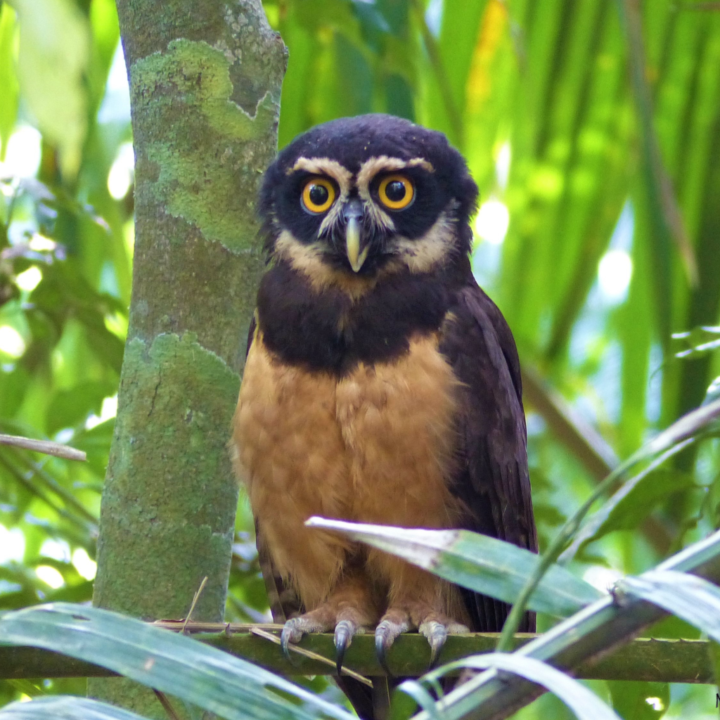 Birding El Valle de Antón, PANAMÁ (2-Day Tour) | 10,000 Bird Tours