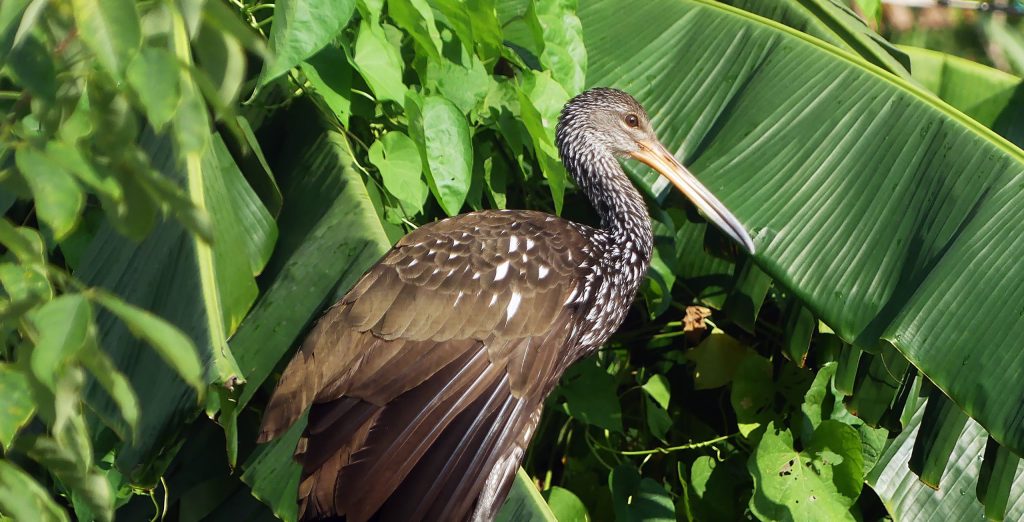 Limpkin in Laguna Coba