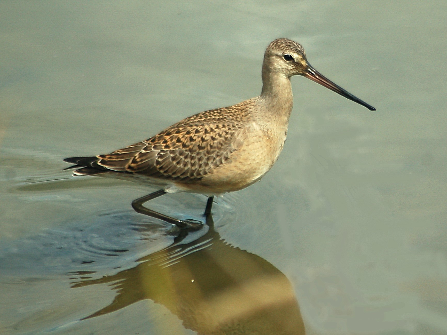 Exploring Reifel Bird Sanctuary